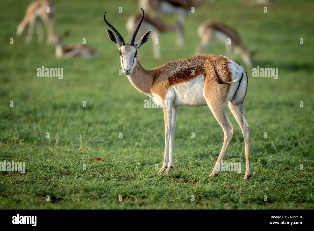 Springbok standing in the grass Stock Photo - Alamy