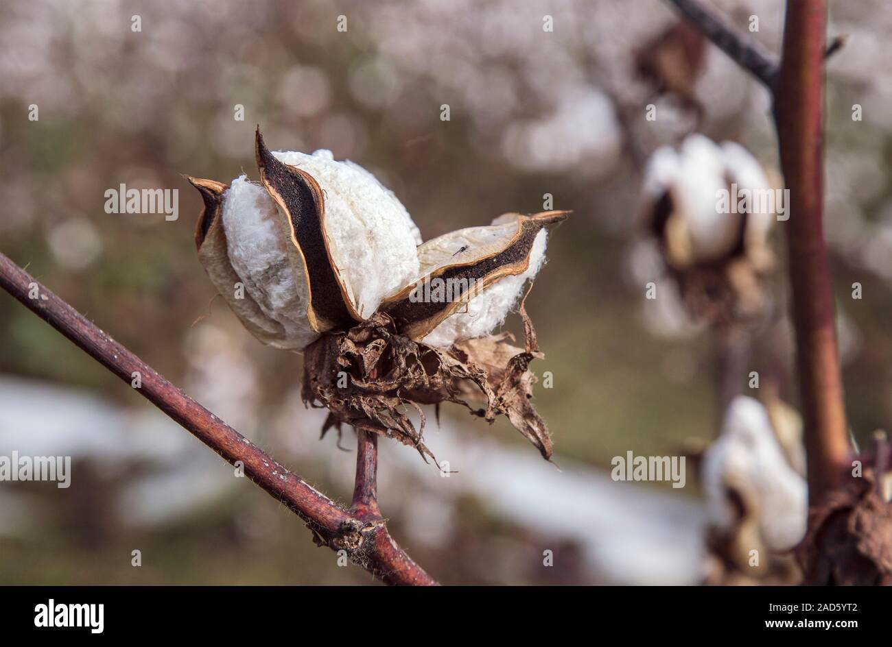 Cotton boll. Close-up of seedspods (bolls) on a cotton (Gossypium ...