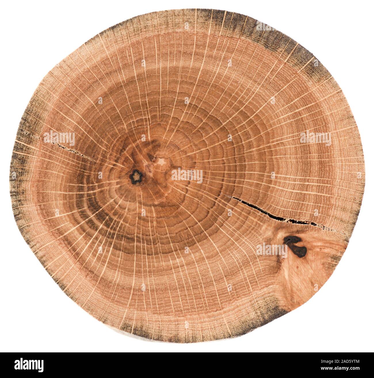 Piece of circular wood slab with cracks and tree growth rings. Oak tree ...