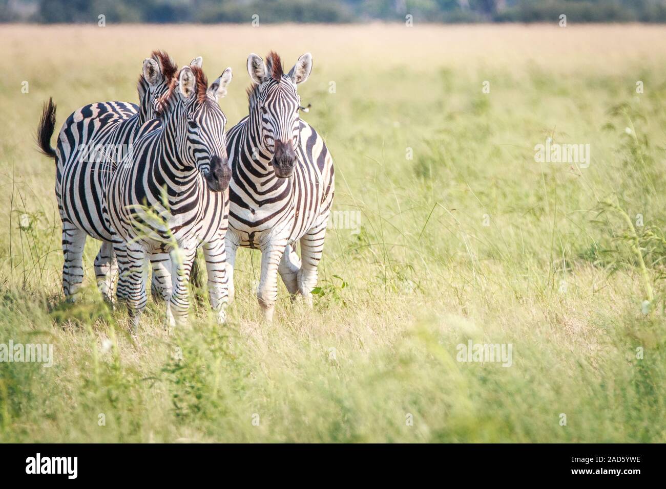 Three Zebras bonding in the grass Stock Photo - Alamy