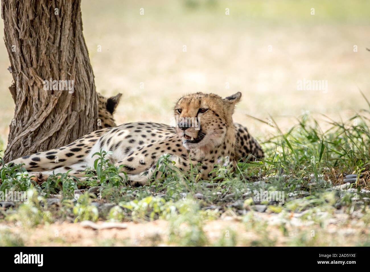 Cheetah in the tree hi-res stock photography and images - Alamy