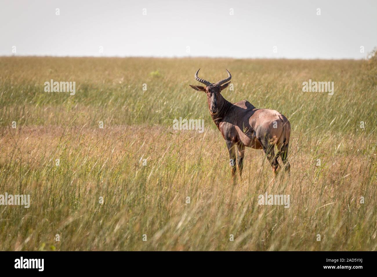 Red marsh grass hi-res stock photography and images - Alamy
