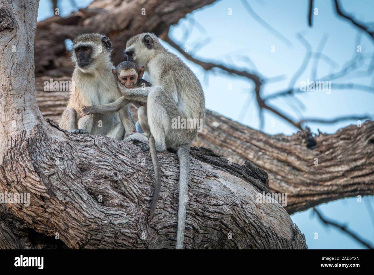 Monkeys family tree hi-res stock photography and images - Alamy