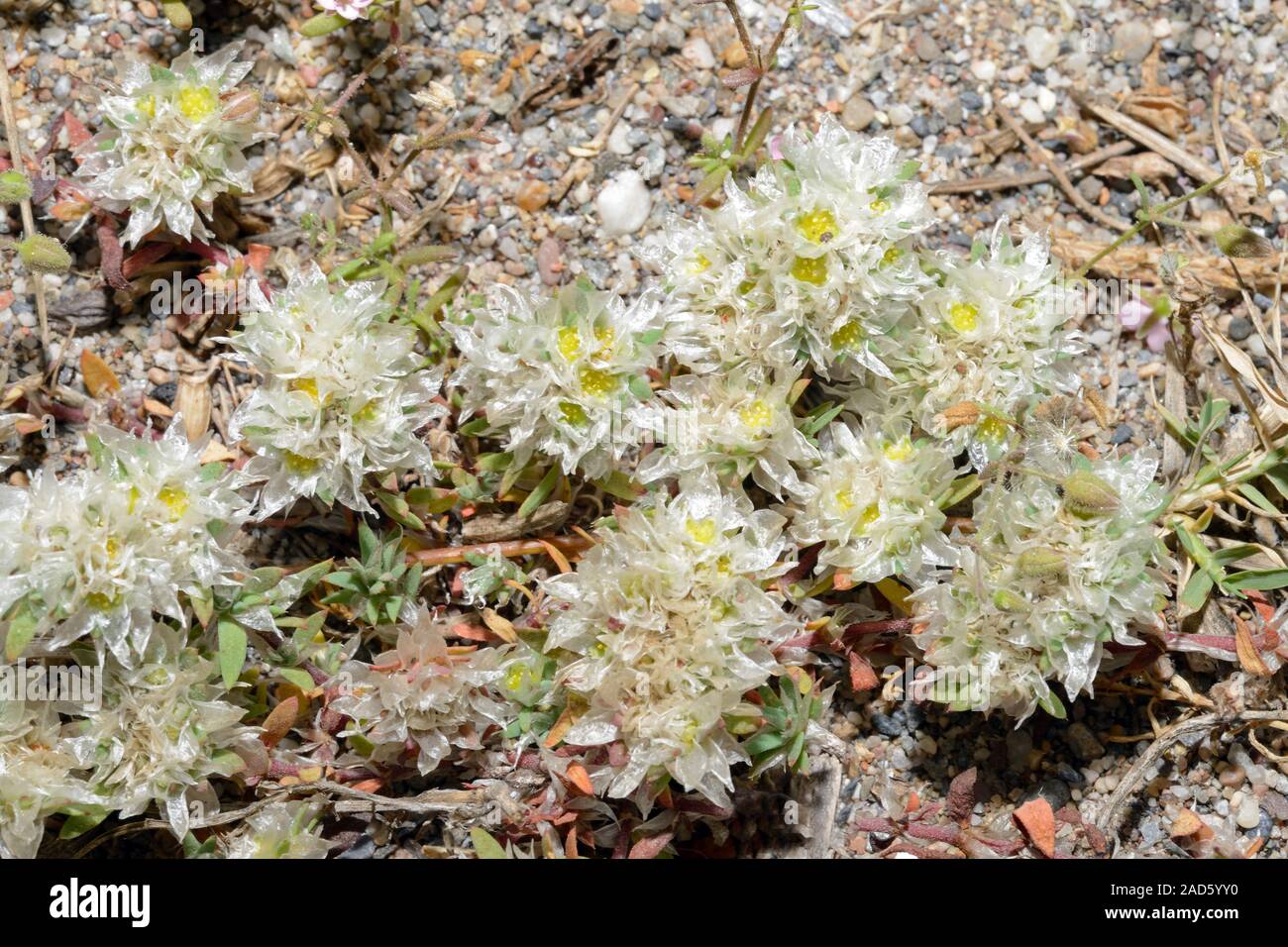 Paronychia hi-res stock photography and images - Alamy