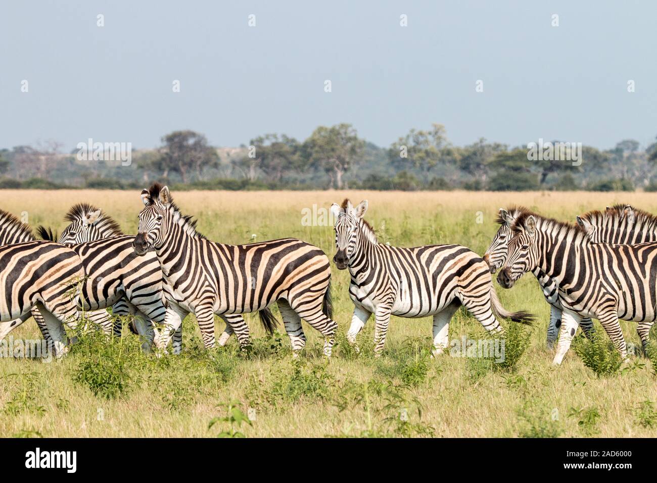 A herd of Zebras standing in the grass Stock Photo - Alamy