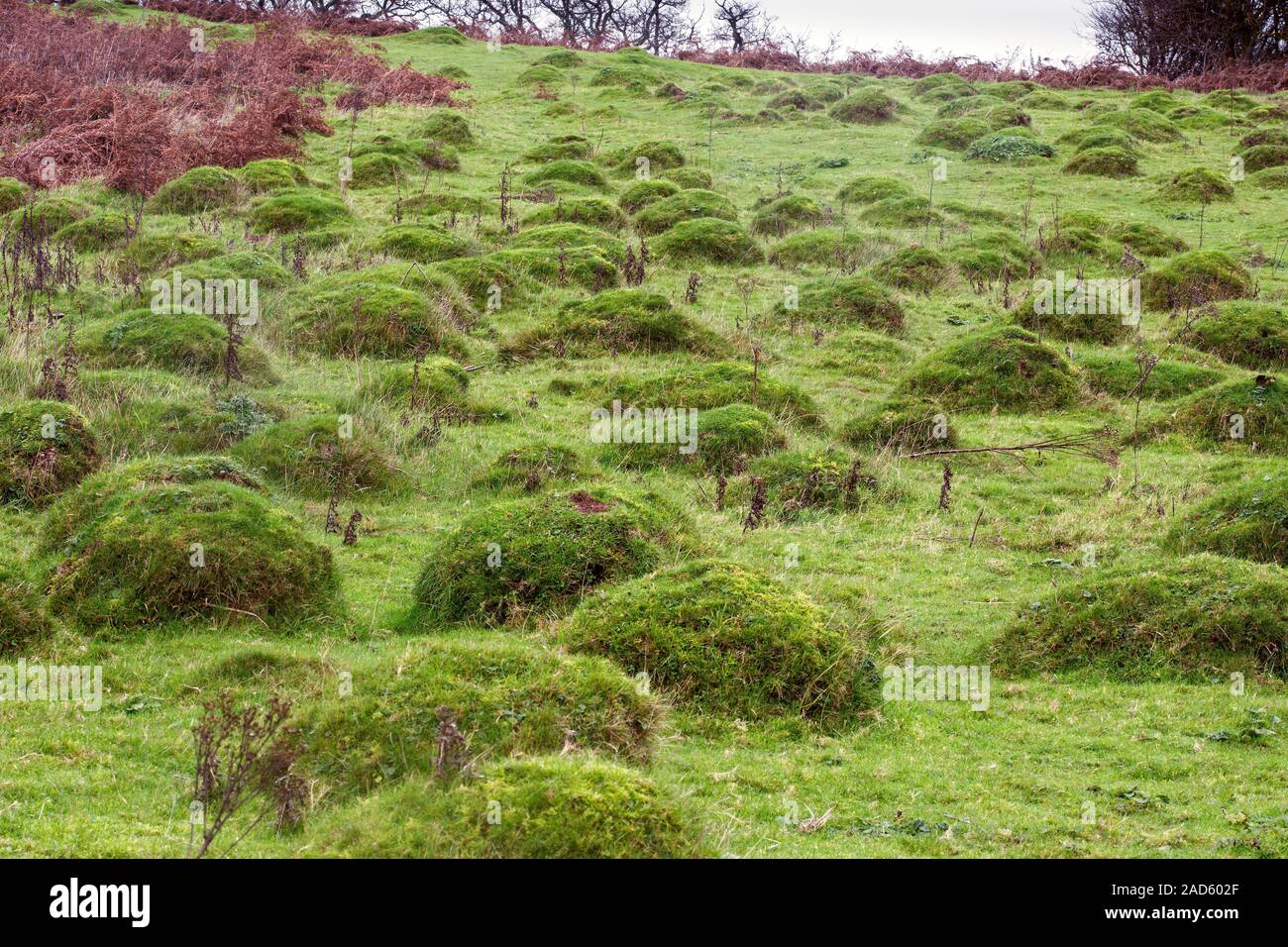 Anthills in pasture. View over multiple anthills in an ancient pasture ...