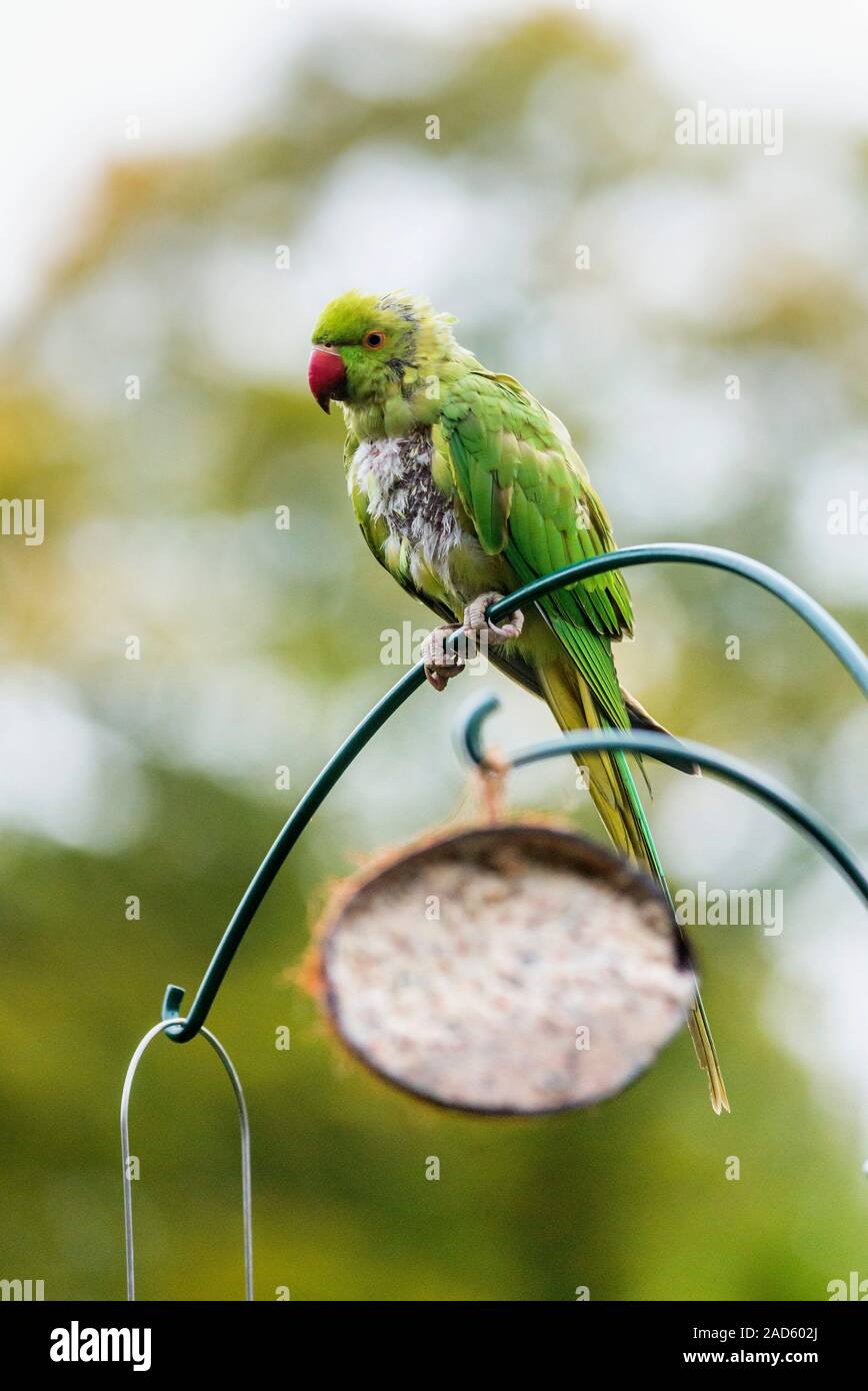 Ring-necked parakeet (Psittacula krameri) on a bird feeder in an urban ...