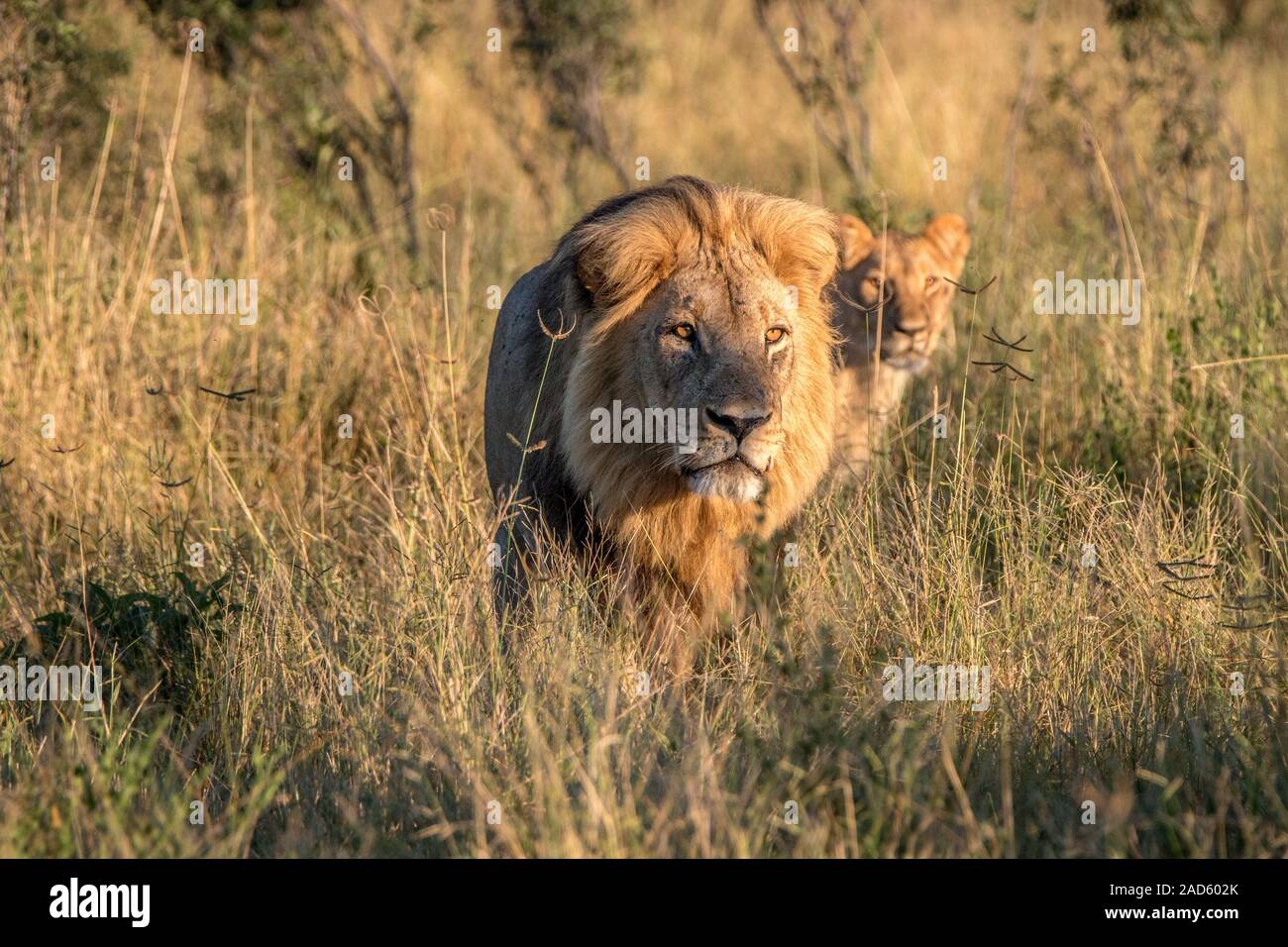 Lions in grass hi-res stock photography and images - Alamy