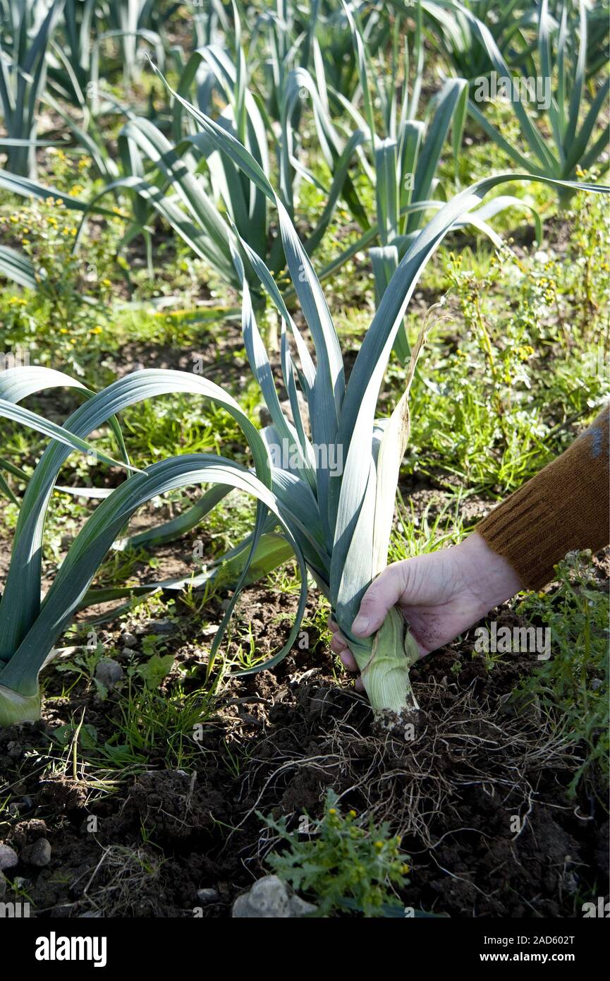 Winter vegetsable leek UK + IRISH RIGHTS ONLY Stock Photo - Alamy
