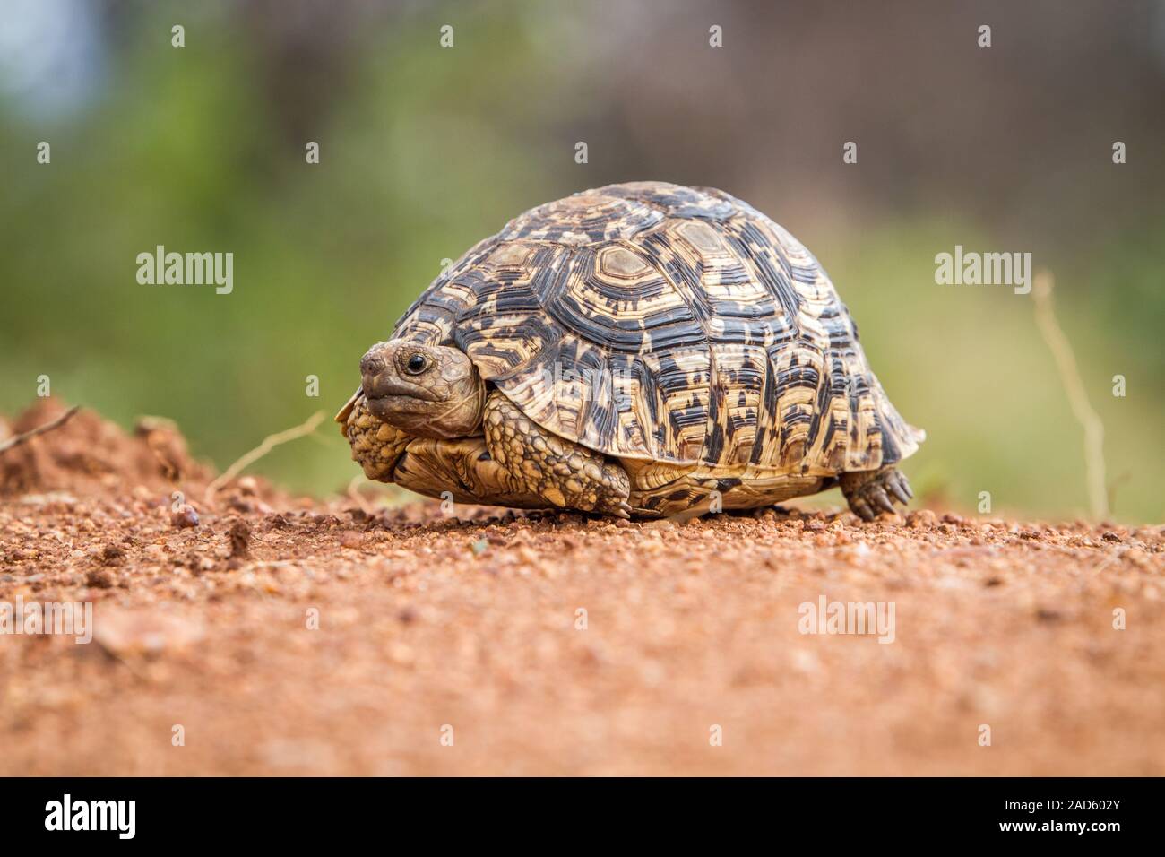 African leopard tortoise hi-res stock photography and images - Alamy