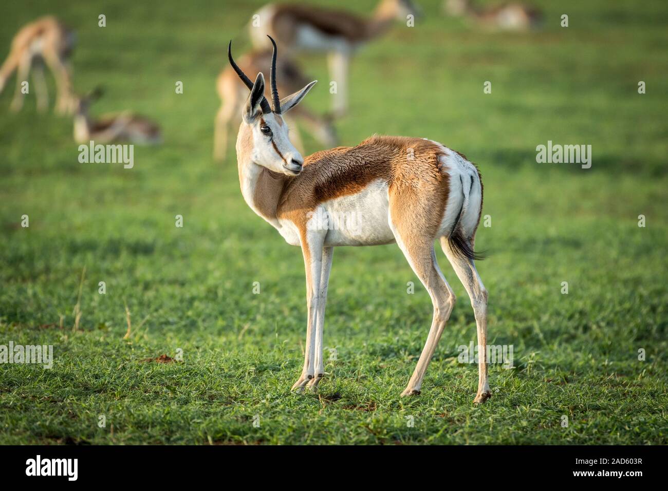 Springbok standing in the grass Stock Photo - Alamy