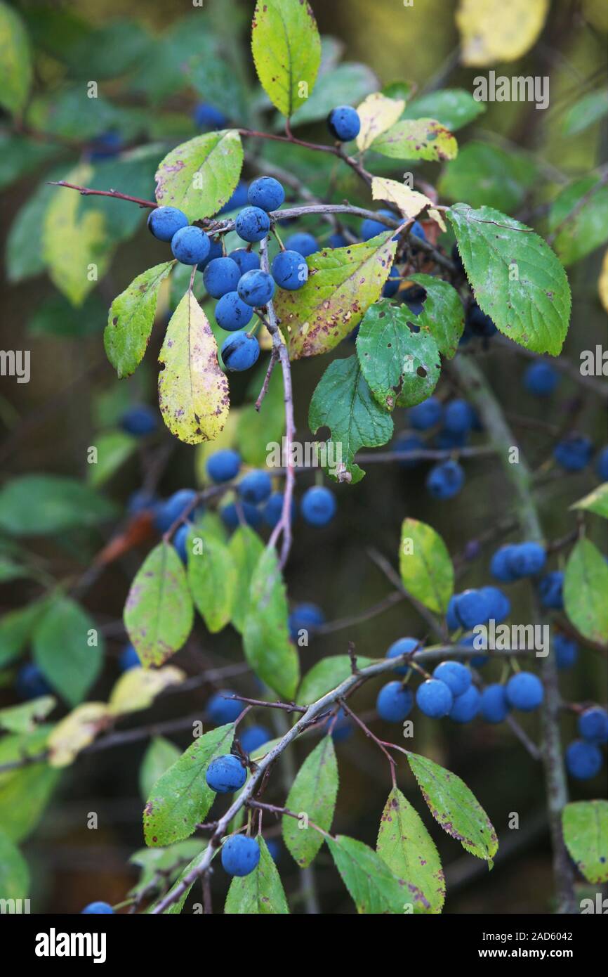 Making of sloe gin, step by step tutorial UK + IRISH RIGHTS ONLY Stock ...