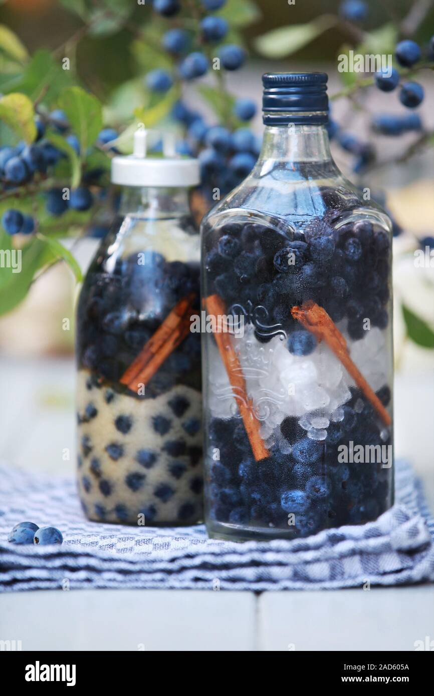 Making of sloe gin, step by step tutorial UK + IRISH RIGHTS ONLY Stock ...
