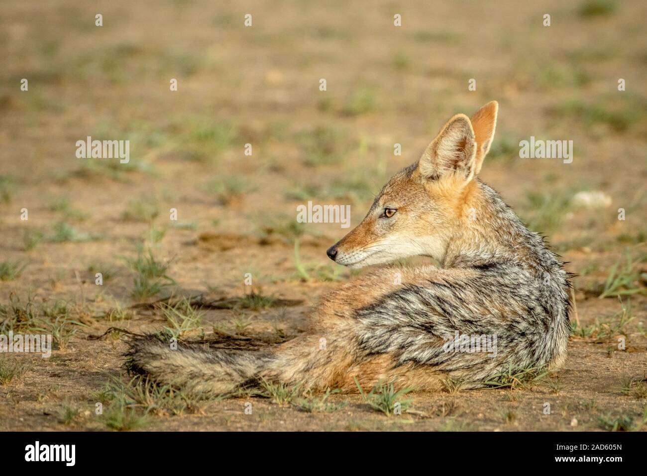 Black-backed jackal laying down Stock Photo - Alamy