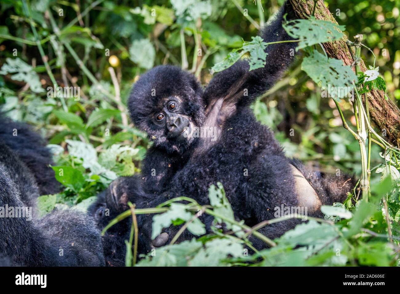 Gorilla and cub hi-res stock photography and images - Alamy