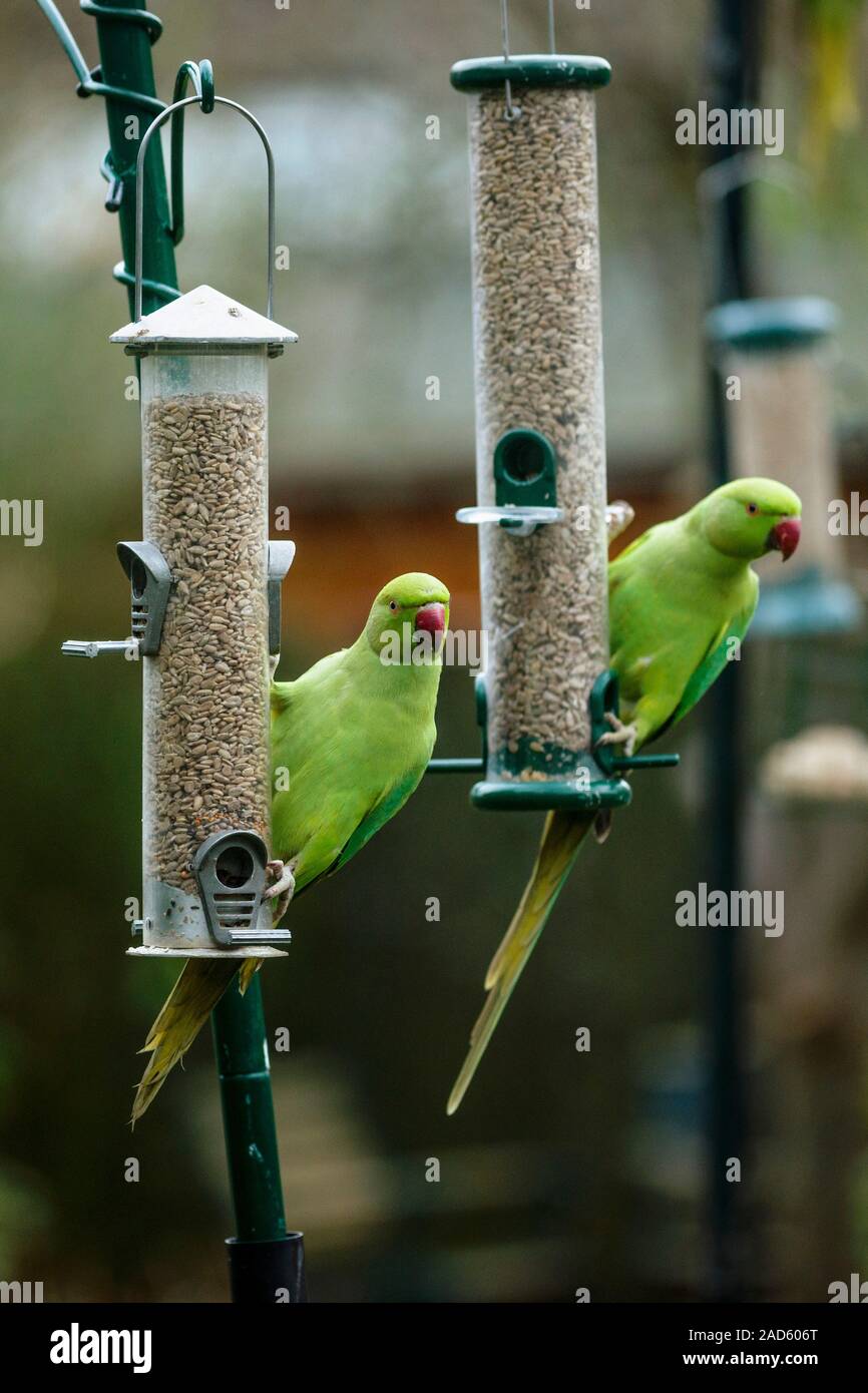 Ring-necked parakeets (Psittacula krameri) on bird feeders in an urban ...