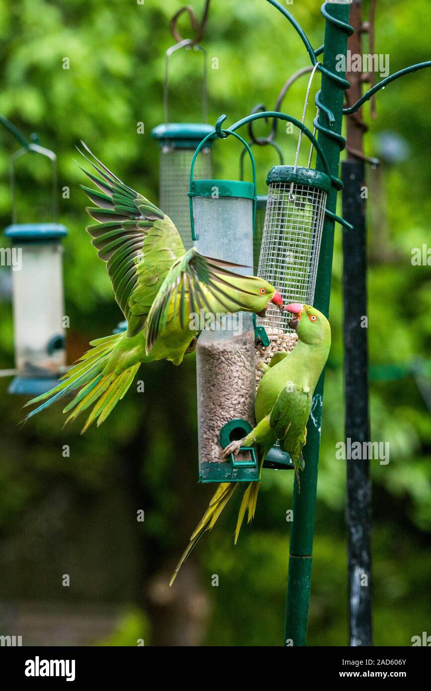 Ring-necked parakeets (Psittacula krameri) squabbling on bird feeders ...