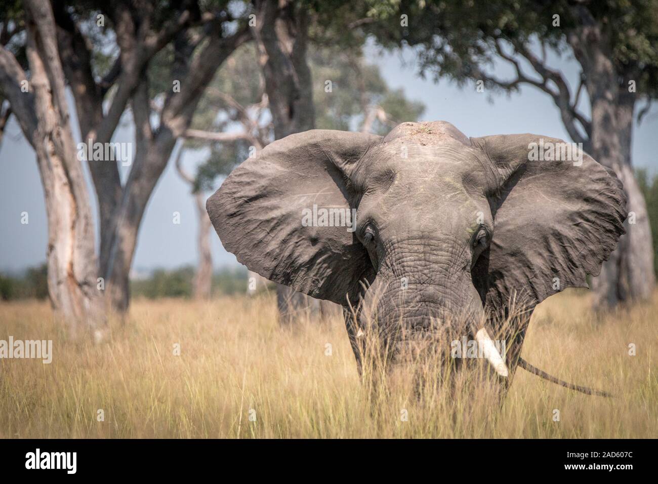 An Elephant walking towards the camera Stock Photo - Alamy
