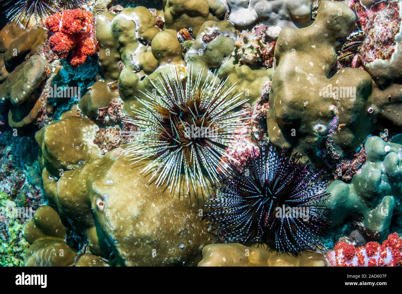 Banded sea urchins (Echinothrix calamaris) on a coral reef ...