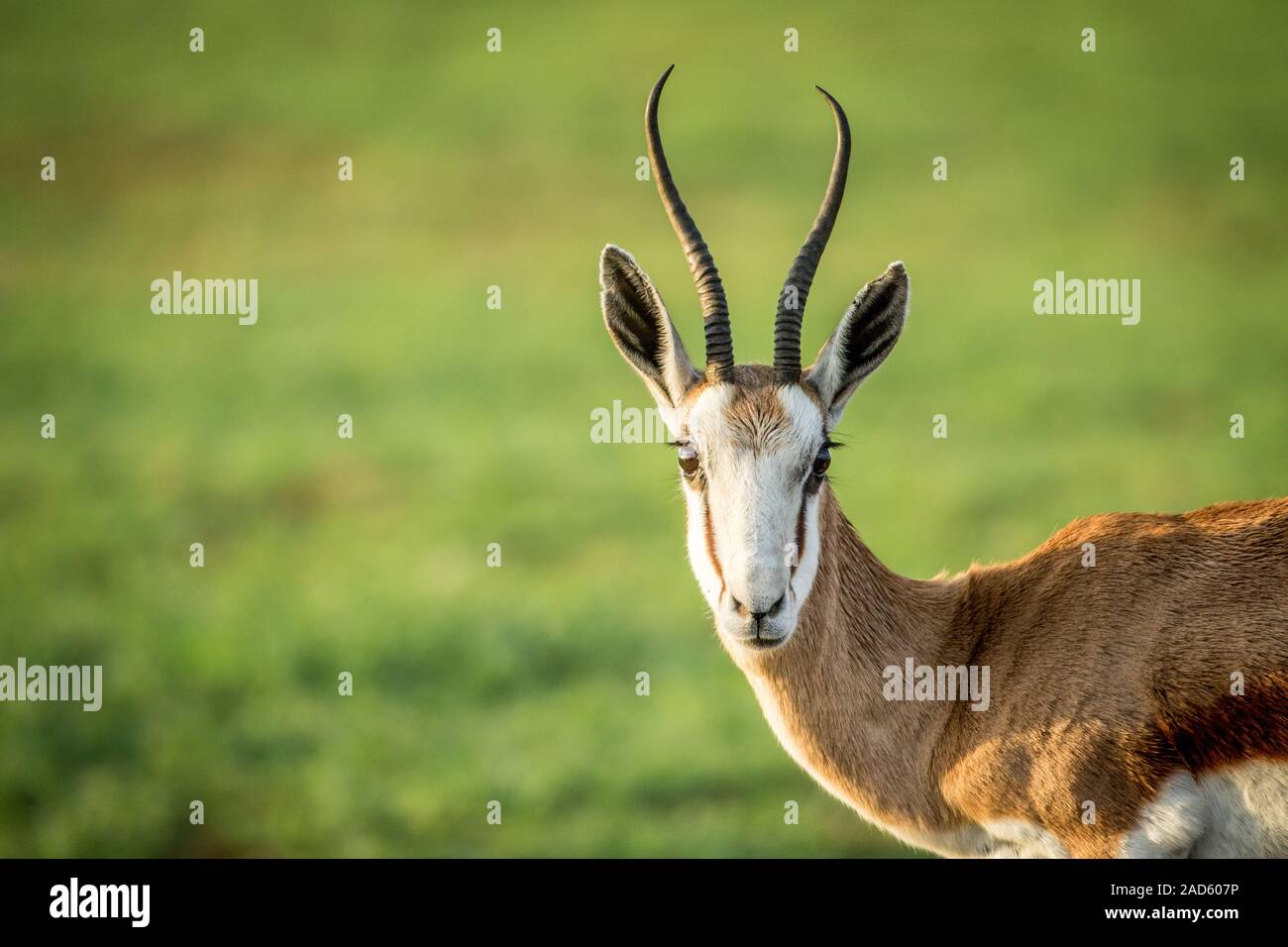 Springbok close hi-res stock photography and images - Alamy