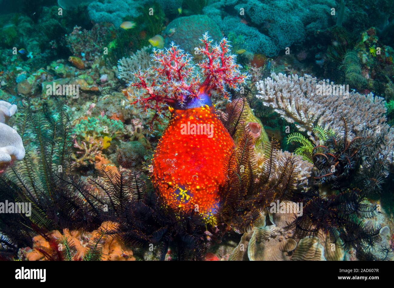 Sea apple (Pseudocolochirus violaceus) on a coral reef. Sea apples are ...