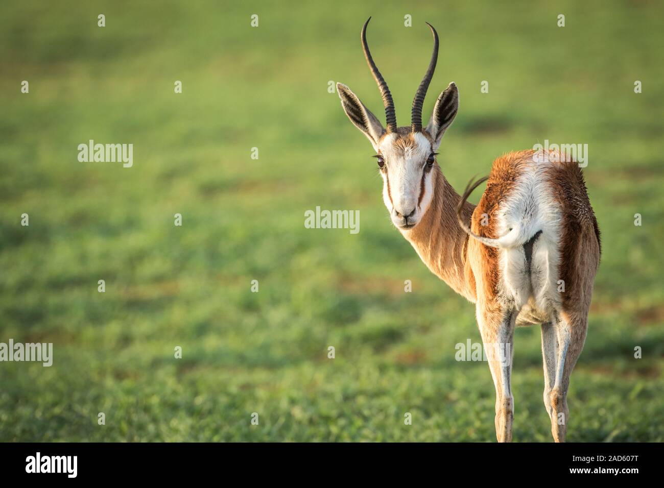 Springbok looking back at the camera Stock Photo - Alamy