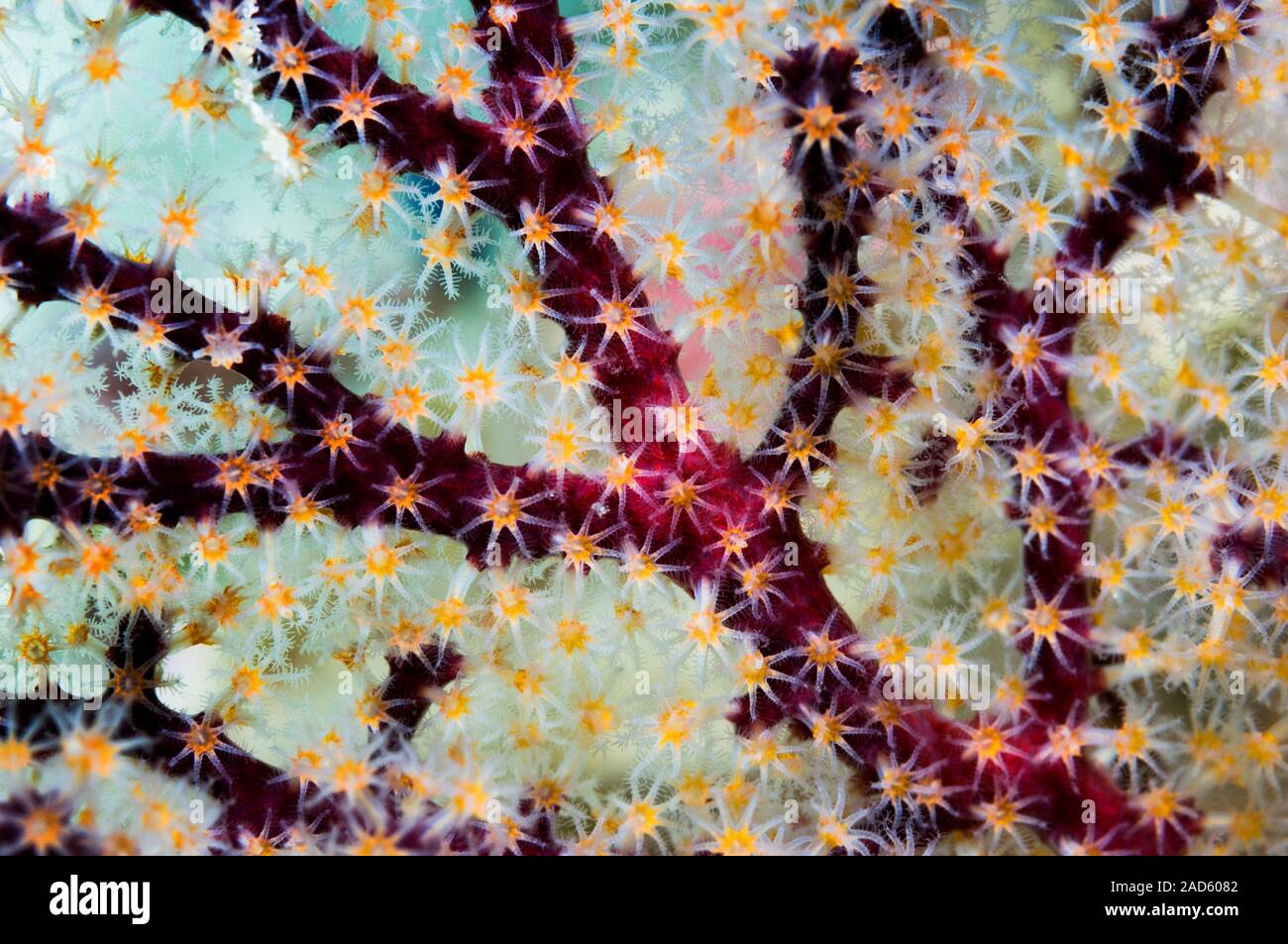 Acanthogorgia sea fan, close-up. Sea fans are also known as gorgonians ...