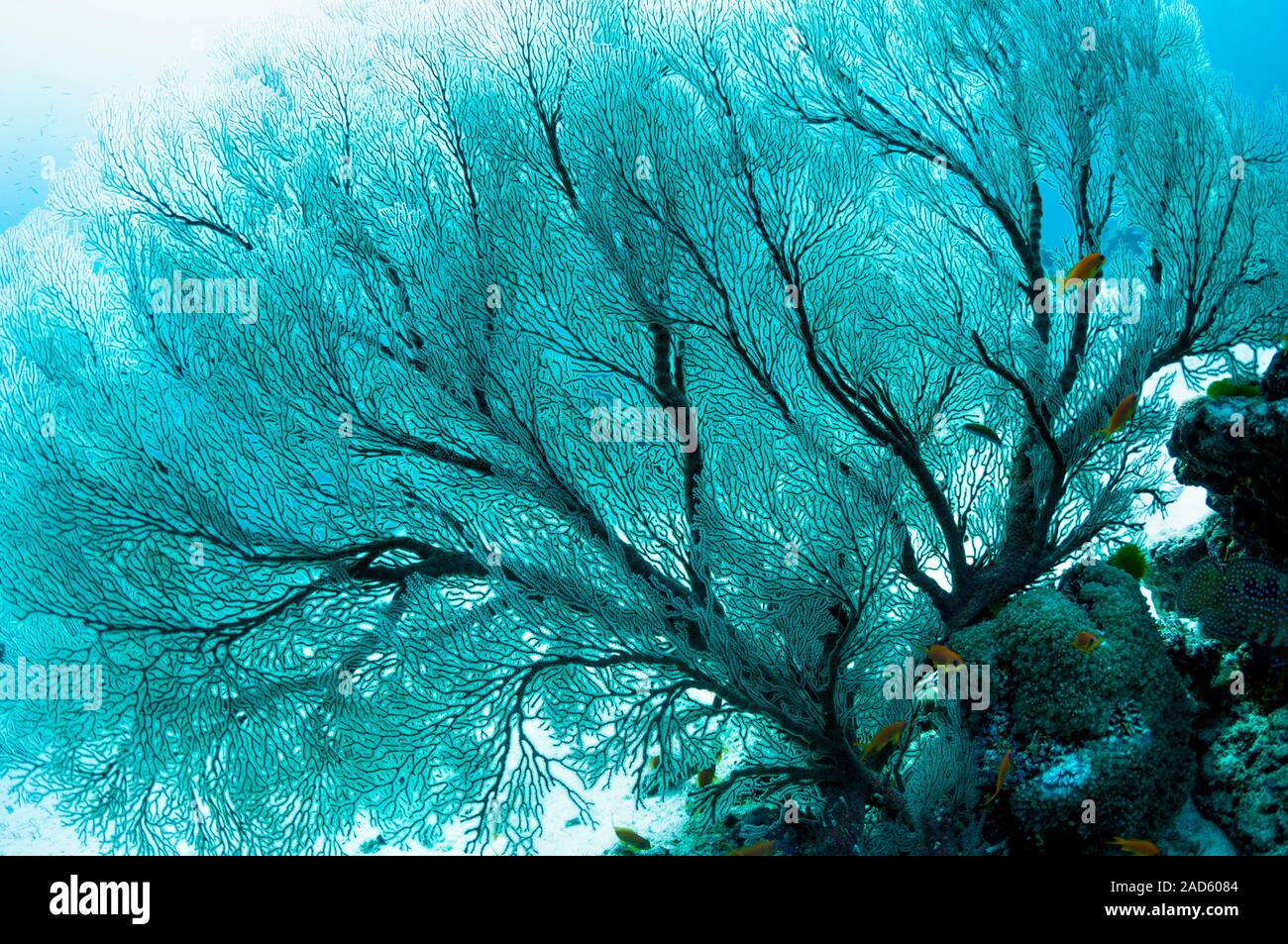 Melithaea sea fan, on a coral reef. Sea fans are also known as ...