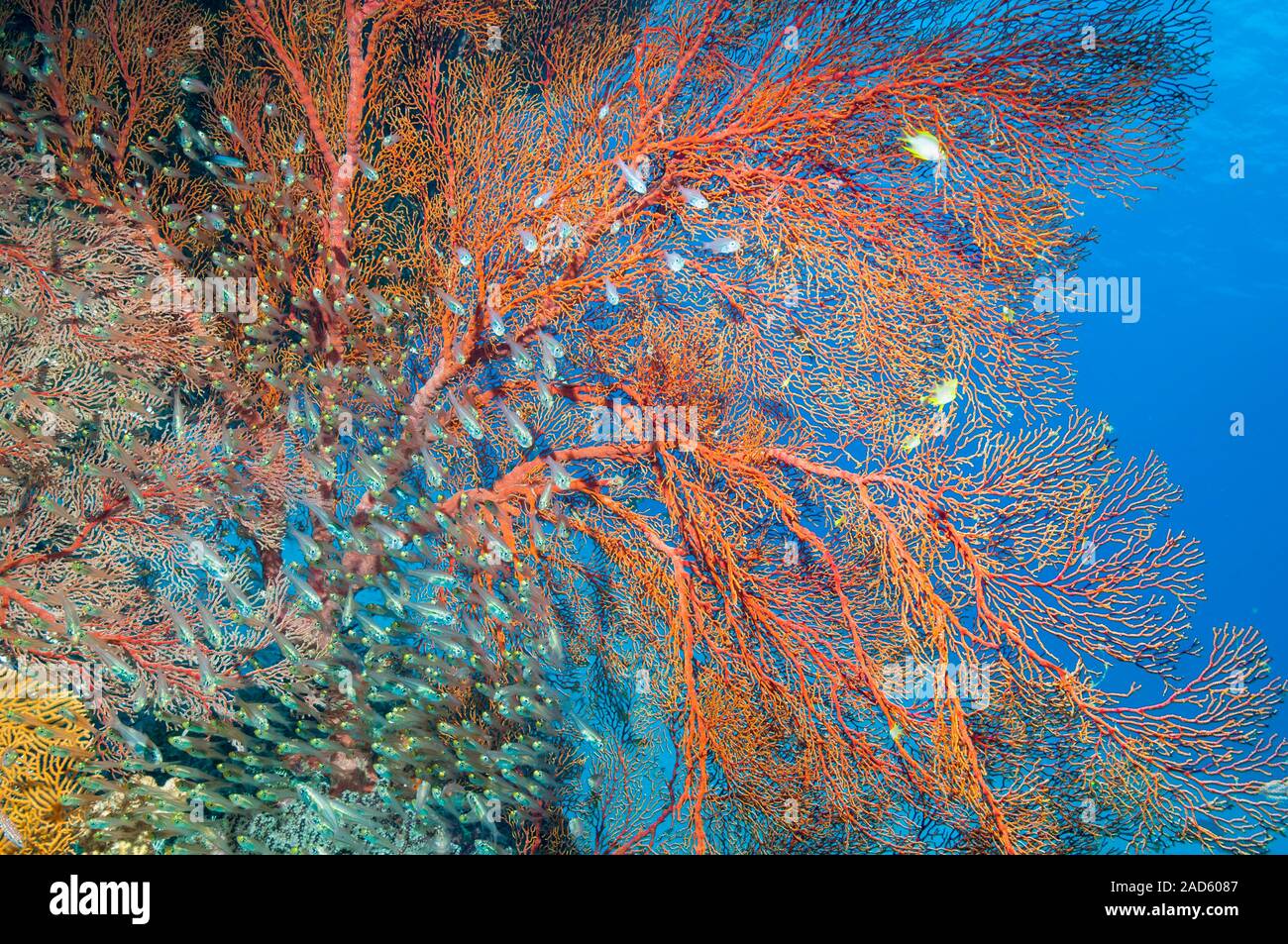 Melithaea sea fan, on a coral reef. Sea fans are also known as ...