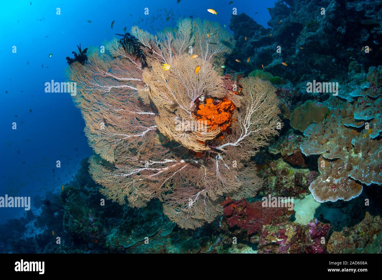 Melithaea sea fan, on a coral reef. Sea fans are also known as ...