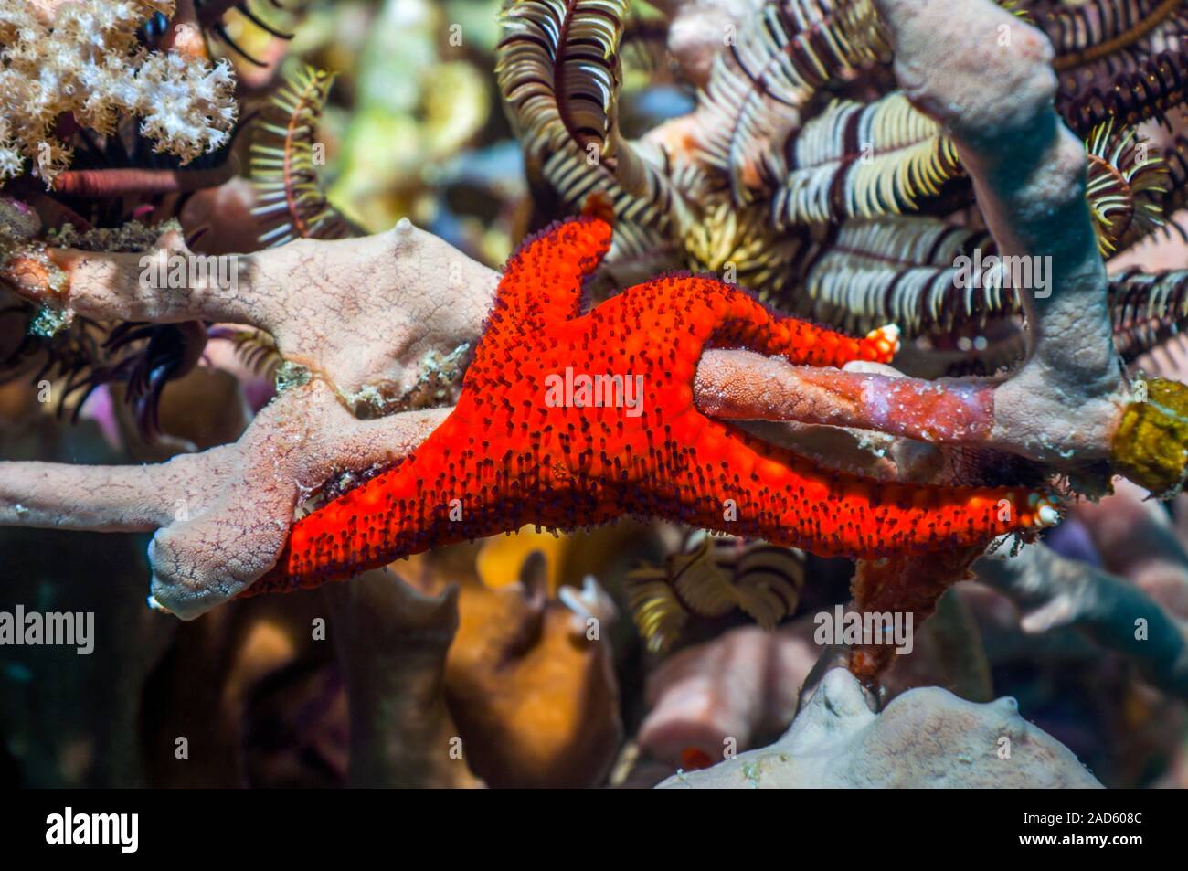 Porous sea star (Fromia milleporella) wrapped around a sponge-covered ...