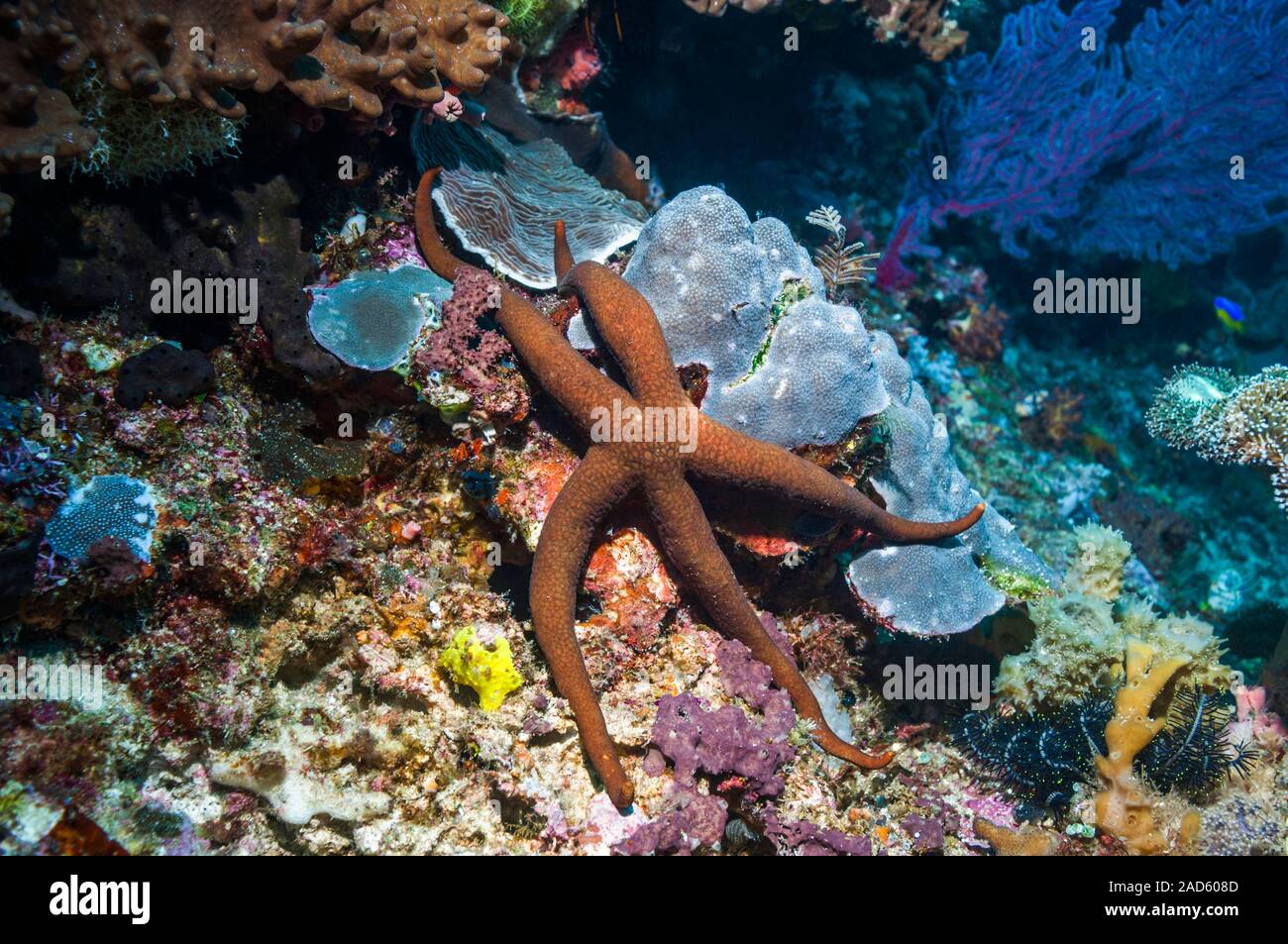 Luzon starfish (Echinaster luzonicus) on a coral reef. Photographed off ...