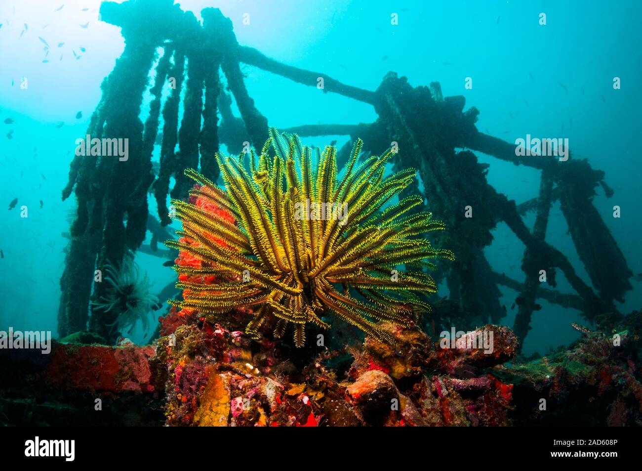 Crinoid on an artificial reef. This artificial reef consists of a ...