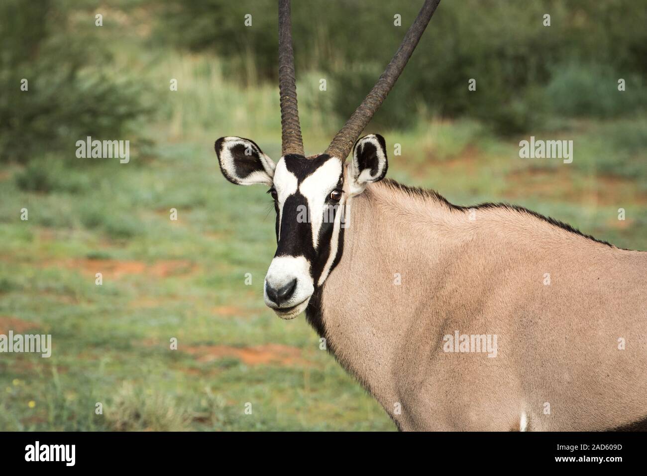 Black and white gemsbok hi-res stock photography and images - Alamy