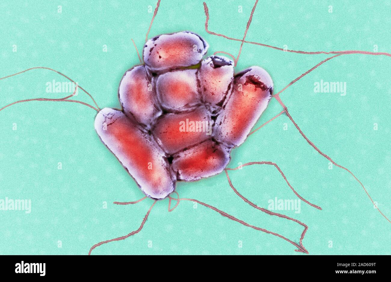 Coloured transmission electron micrograph (TEM) of Escherichia coli ...