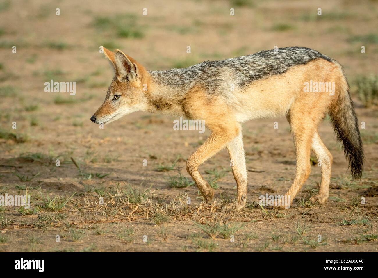 Side profile of a Black-backed jackal Stock Photo - Alamy