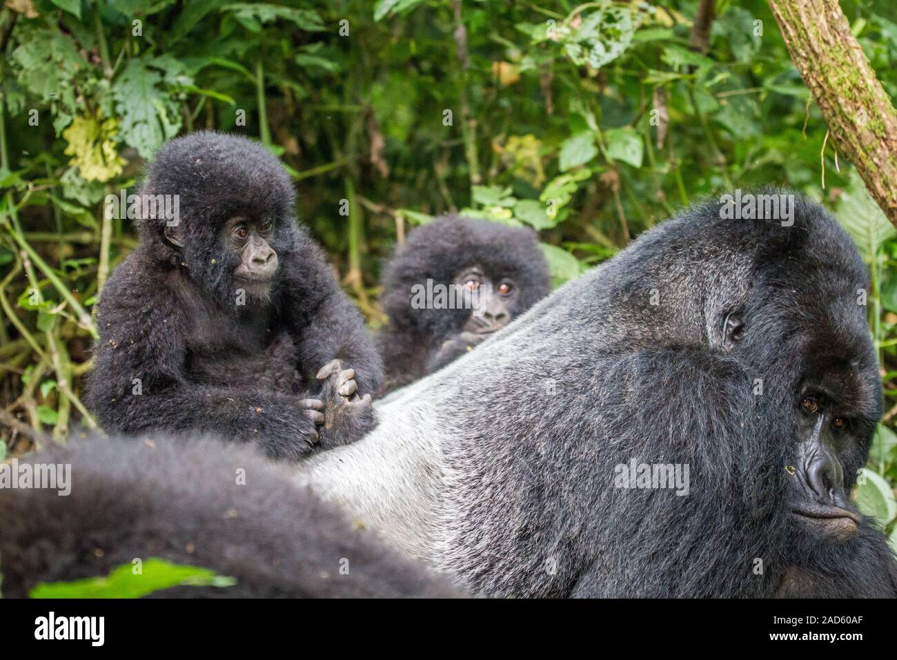 Baby Mountain gorilla on a Silverback Stock Photo - Alamy