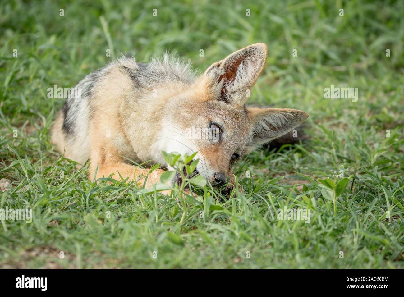 Black-backed jackal chewing on something Stock Photo - Alamy