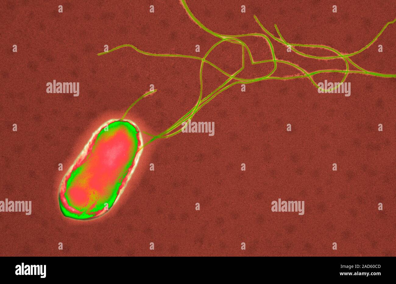 Coloured transmission electron micrograph (TEM) of an Escherichia coli ...