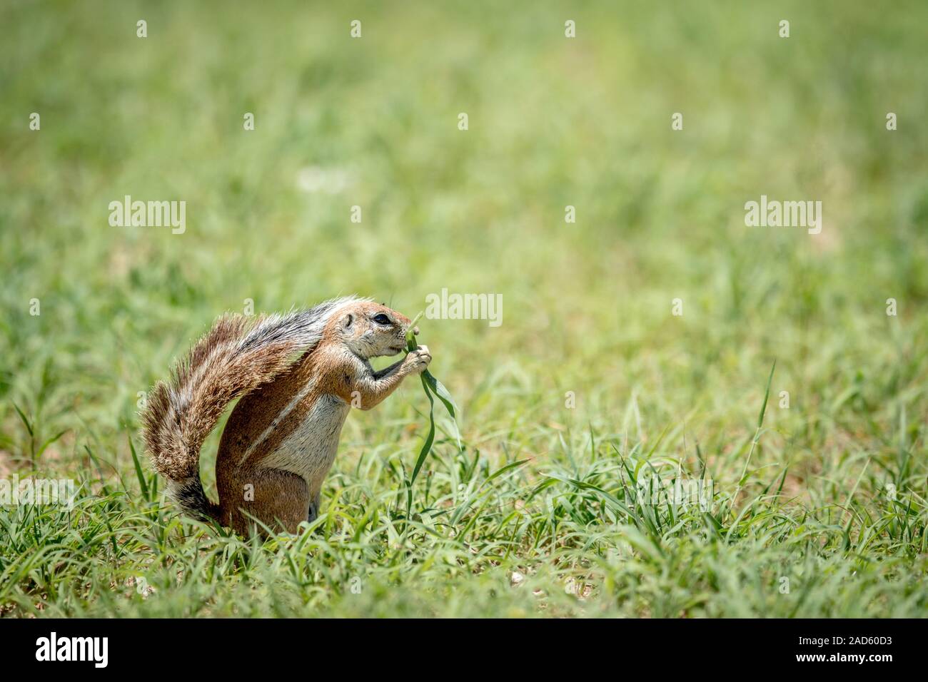 Ground squirrel eating grass in Kalagadi Stock Photo - Alamy