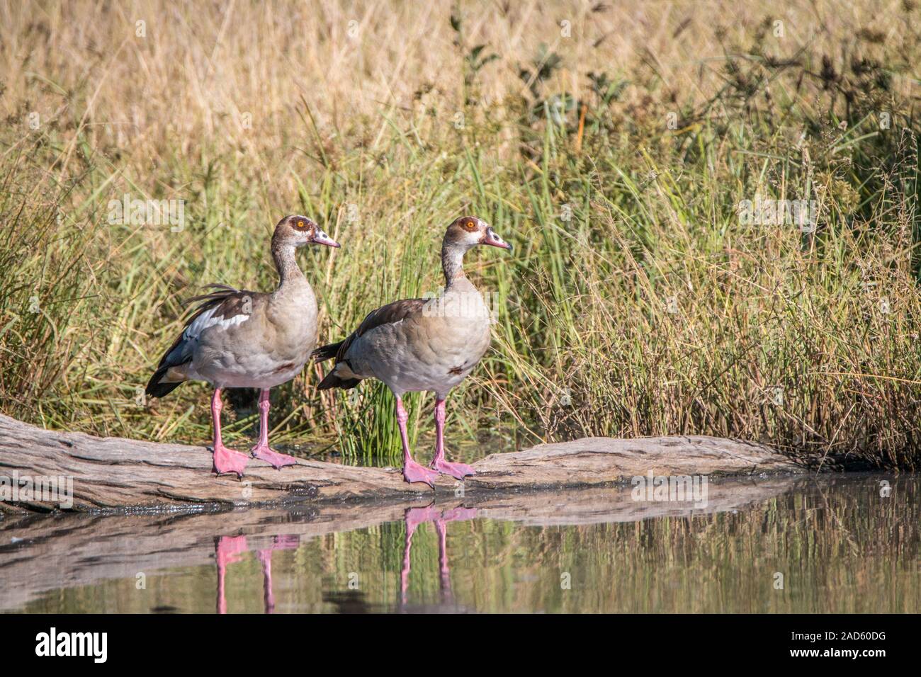South african geese hi-res stock photography and images - Alamy
