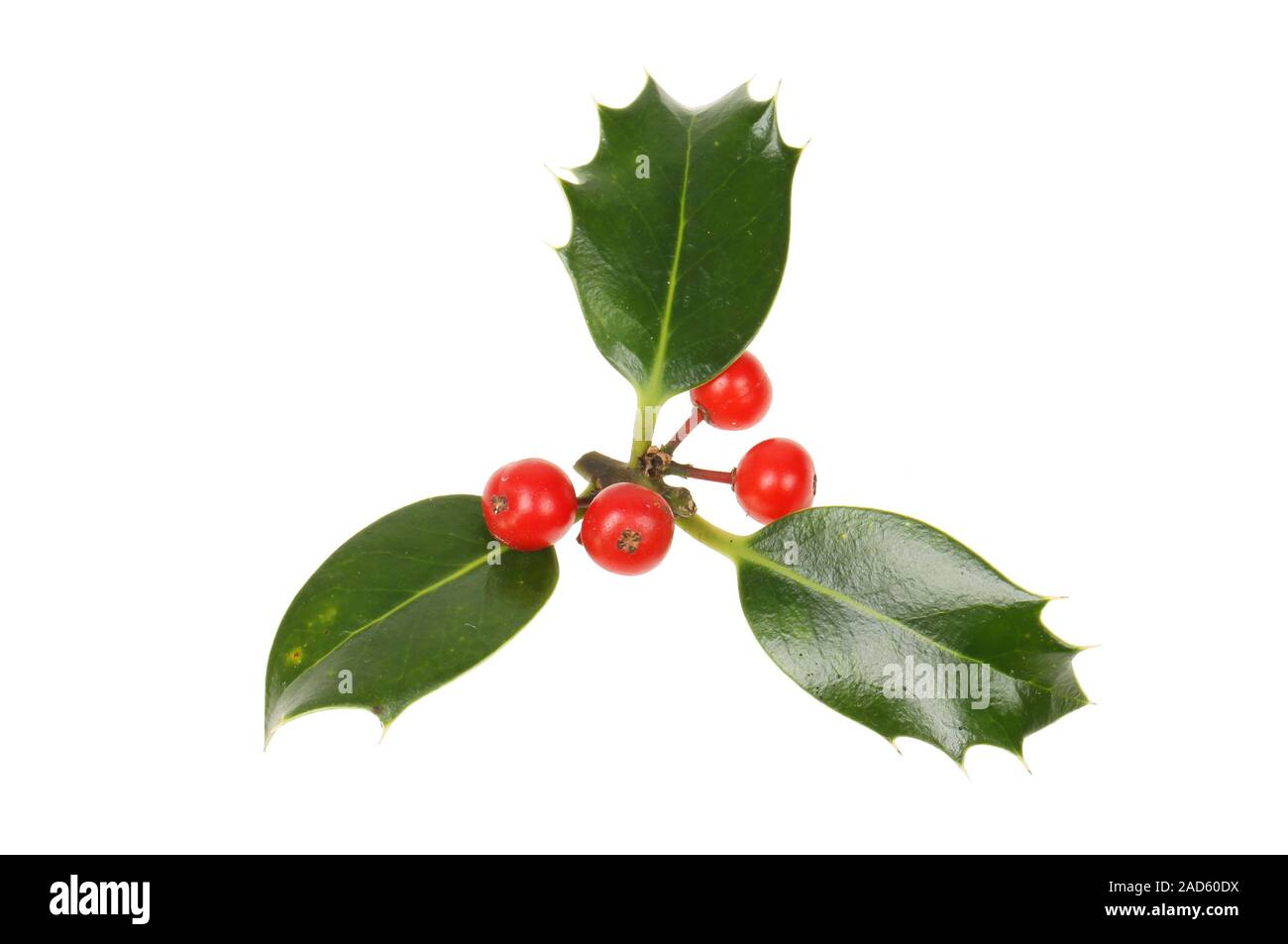 Sprig of holly with red berries isolated gainst white Stock Photo - Alamy