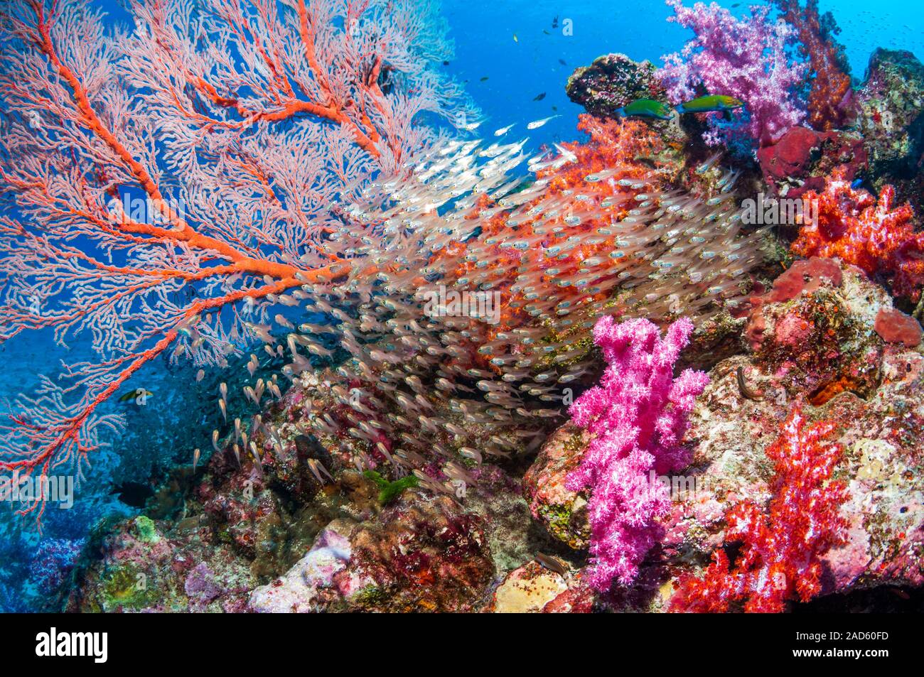 Pygmy sweepers and gorgonian on a reef. Gorgonian or sea fan (Melithaea ...