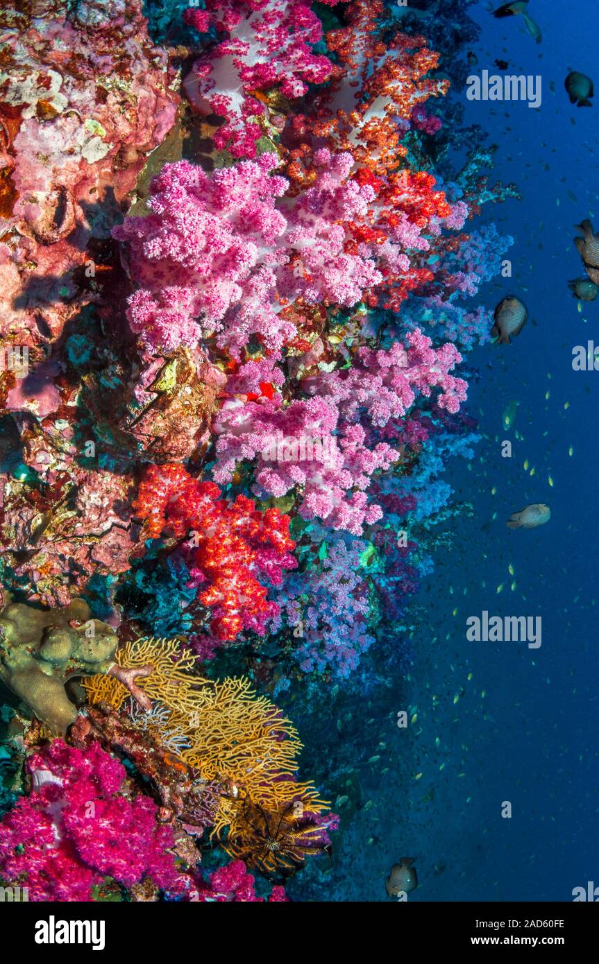 Dendronephthya soft corals on a reef slope. Photographed in the Andaman ...