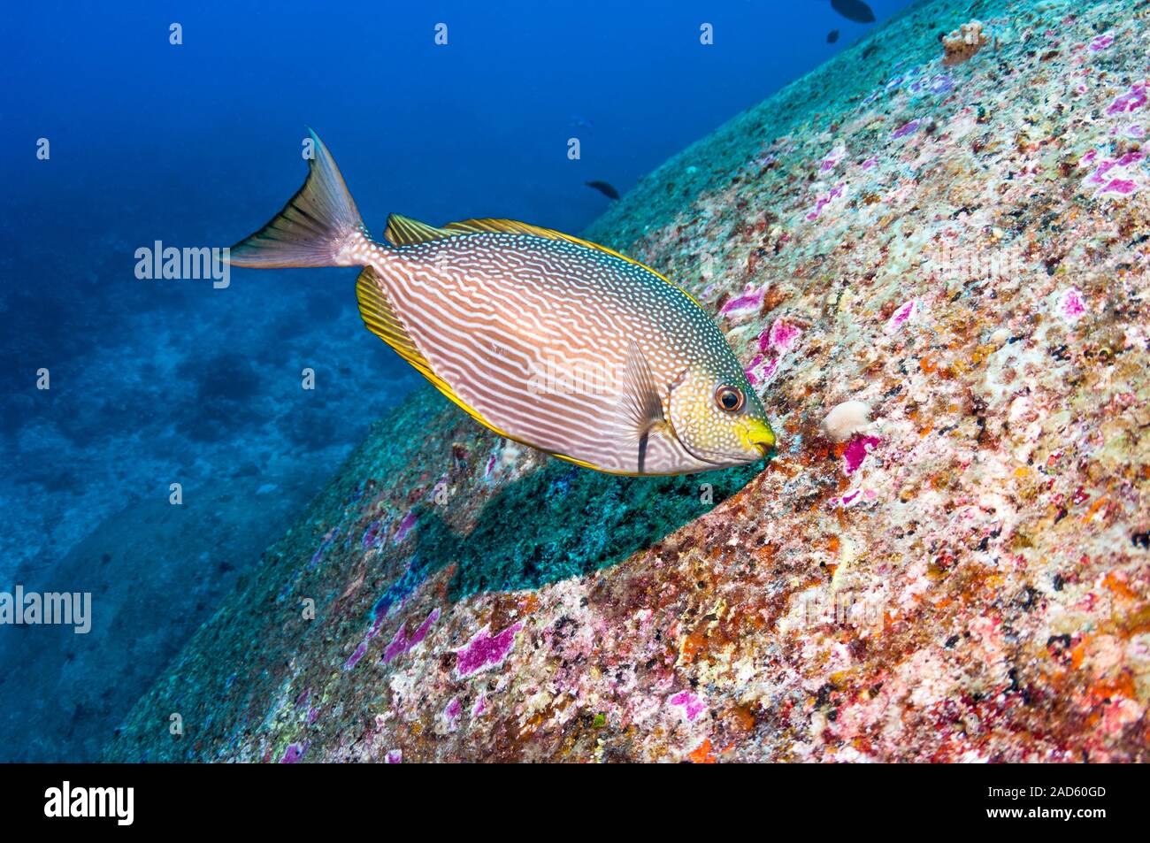 Java rabbitfish (Siganus javus) grazing on algae on a granite boulder ...