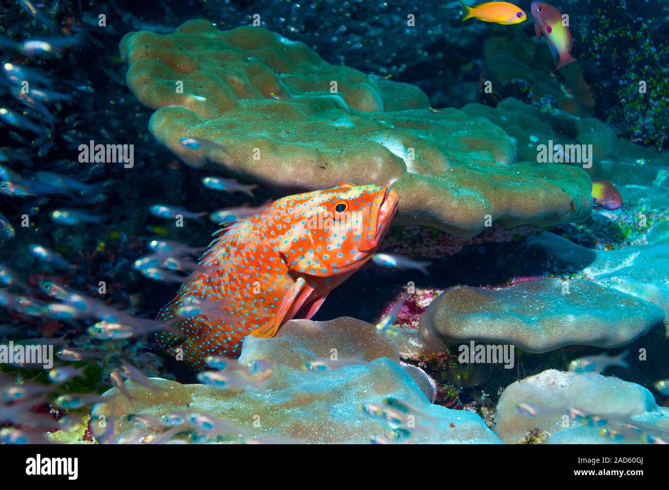 Coral hind (Cephalopholis miniata) lying in ambush. Photographed in the ...