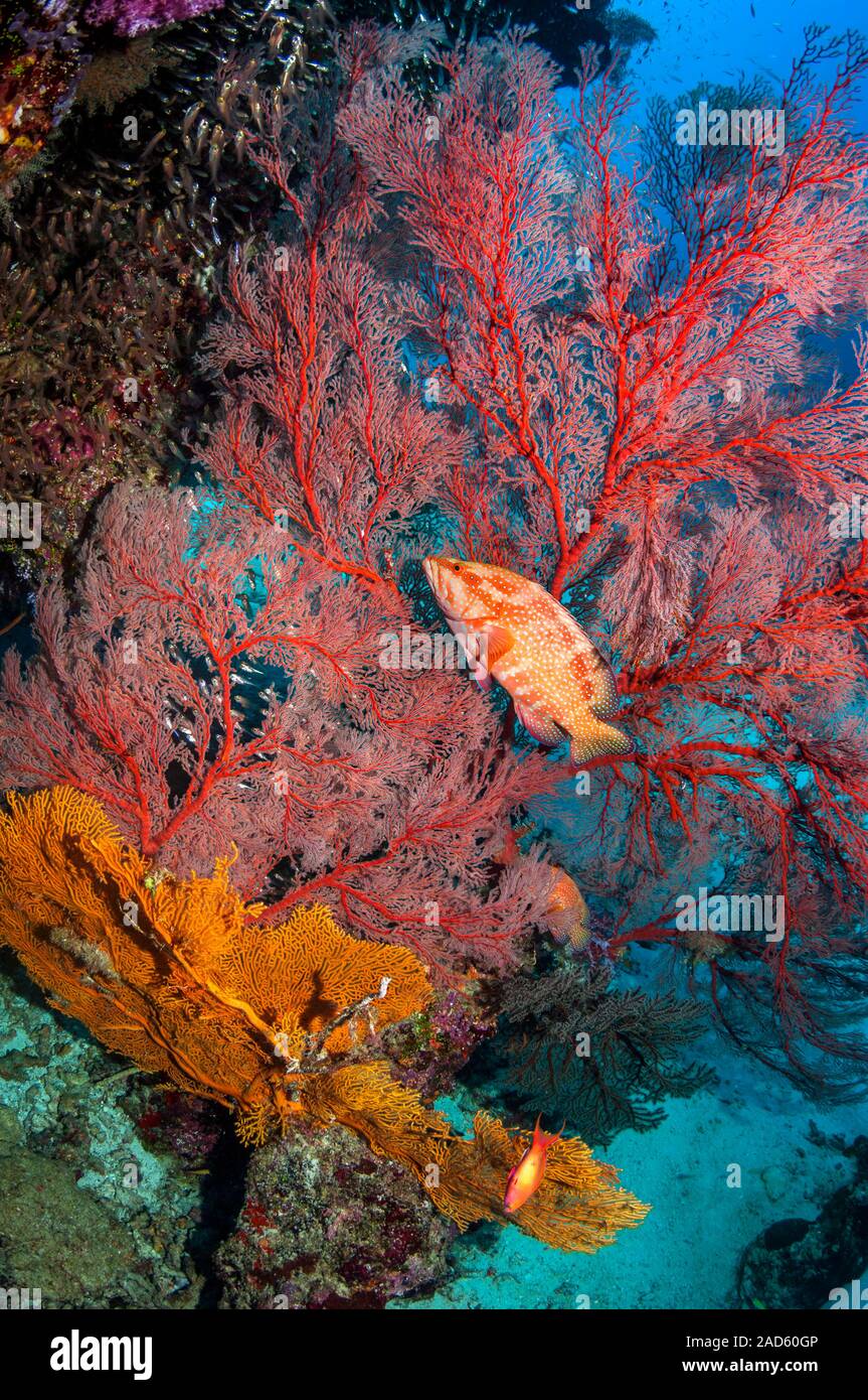 Coral hind (Cephalopholis miniata) lying in ambush for sweepers by a ...