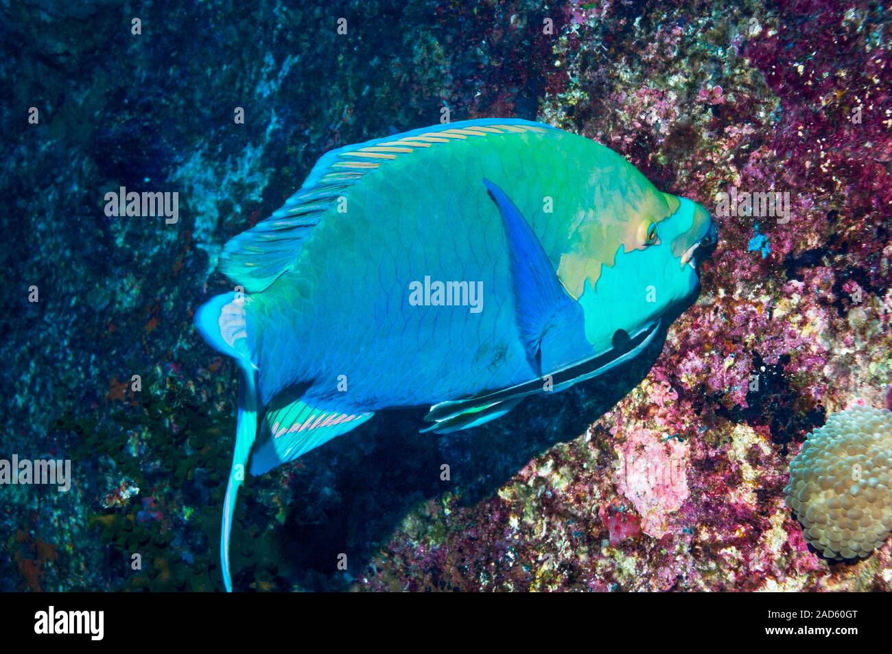 Greenthroat parrotfish (Scarus prasiognathos) grazing on plants growing ...