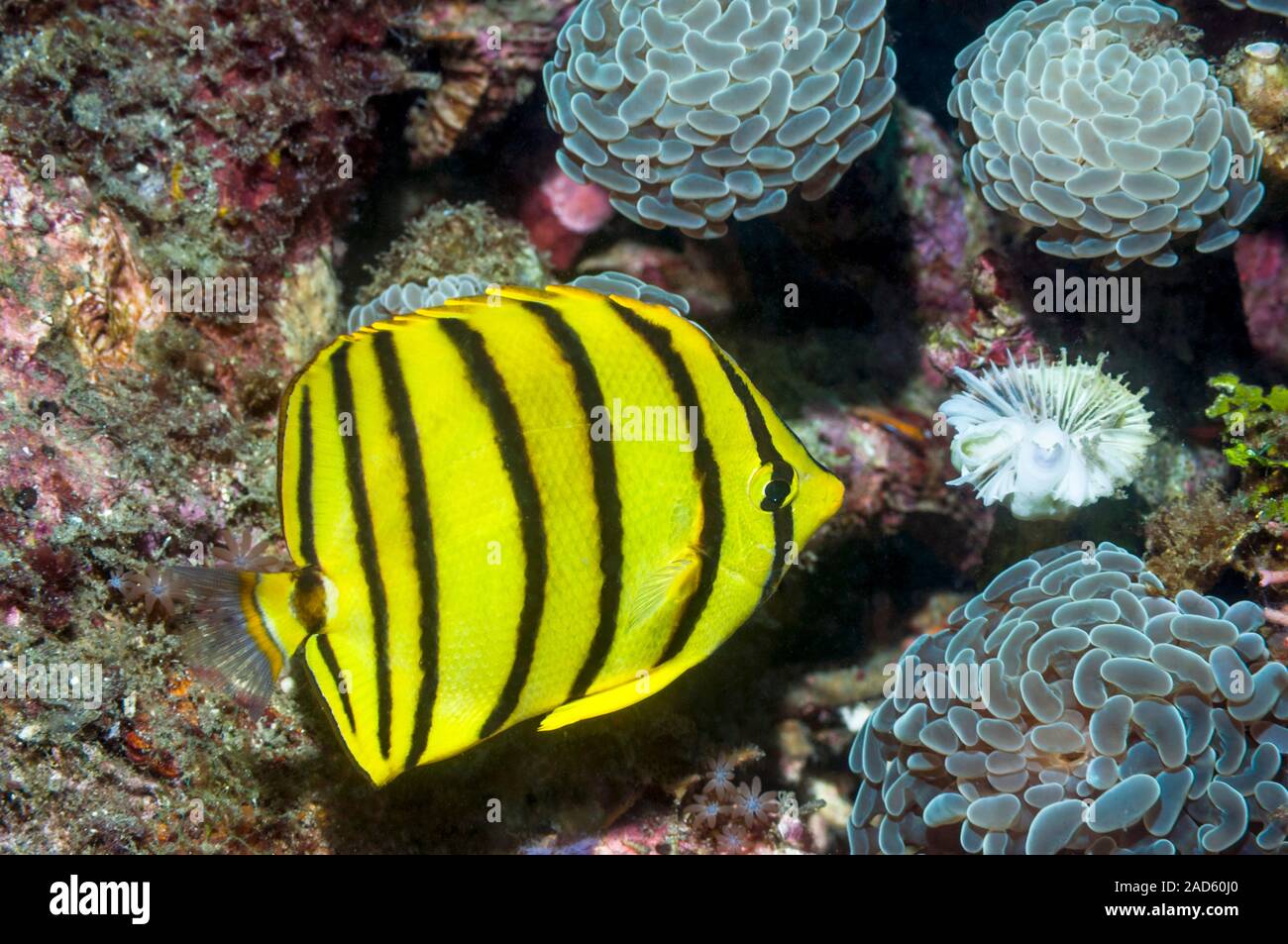 Eight-banded butterflyfish (Chaetodon octofasciatus) with Euphyllia ...