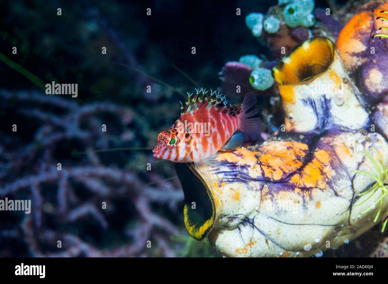 Spotted hawkfish (Cirrhitichthys aprinus) perched on a gold-mouth sea ...